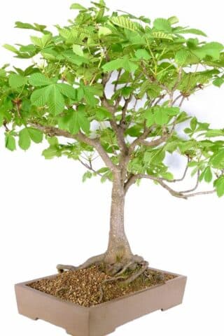 Sensational XL Horse Chestnut Bonsai Tree - Wow!