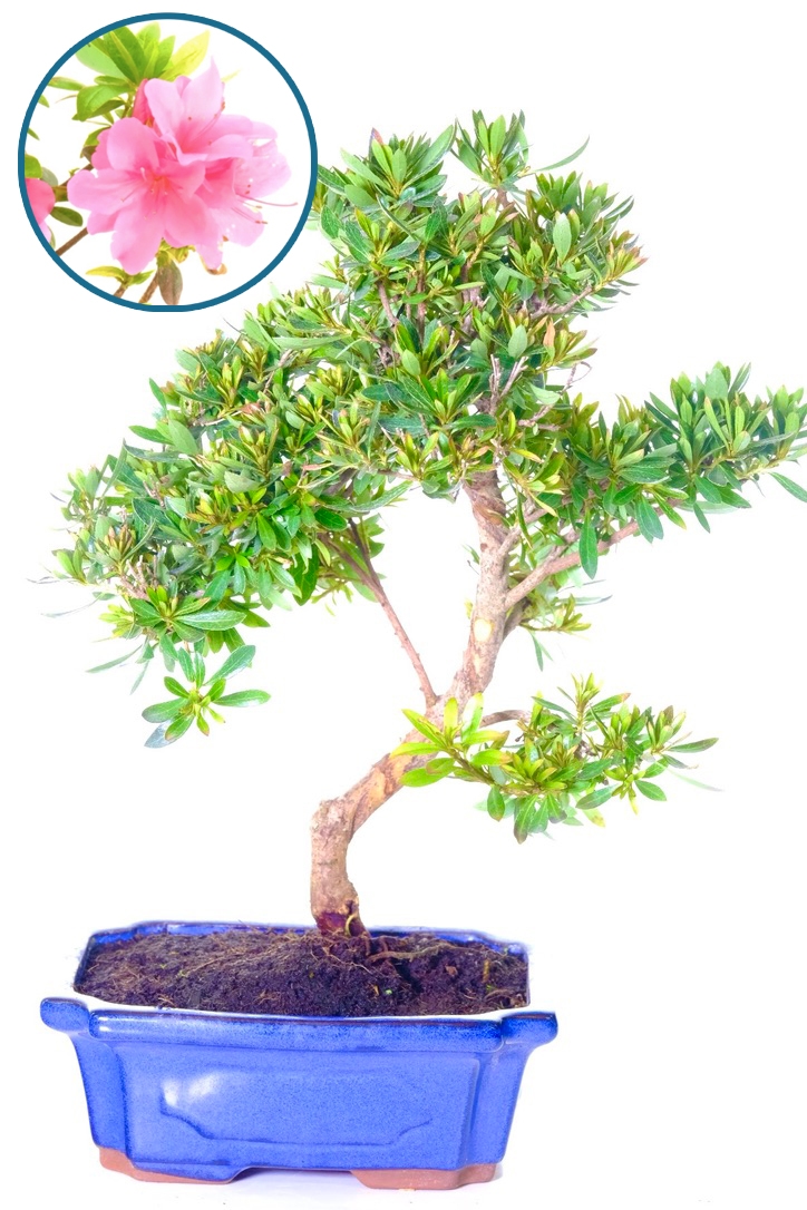 13 years old Stunning Flowering Japanese Azalea Bonsai Tree
