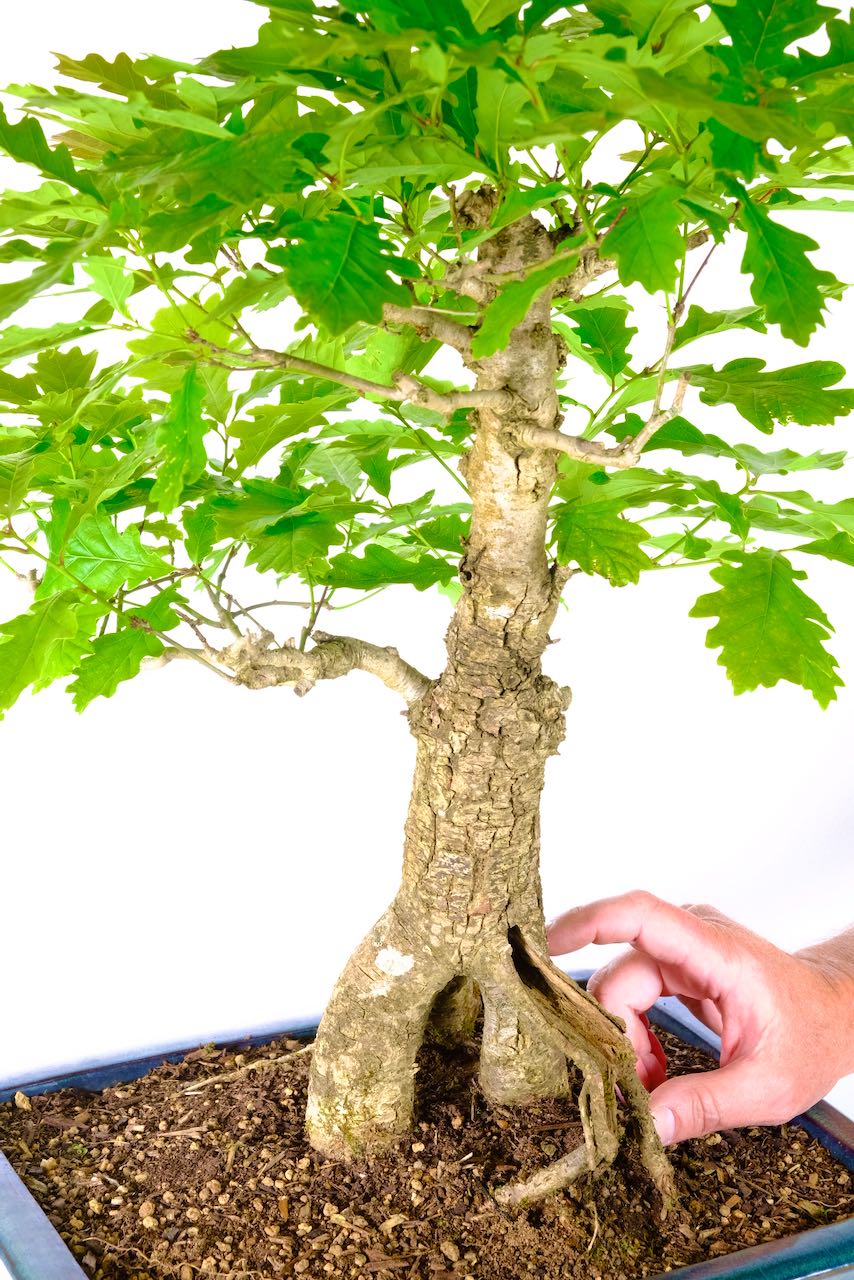 English Oak (Quercus robur) Hardy Outdoor Bonsai Tree