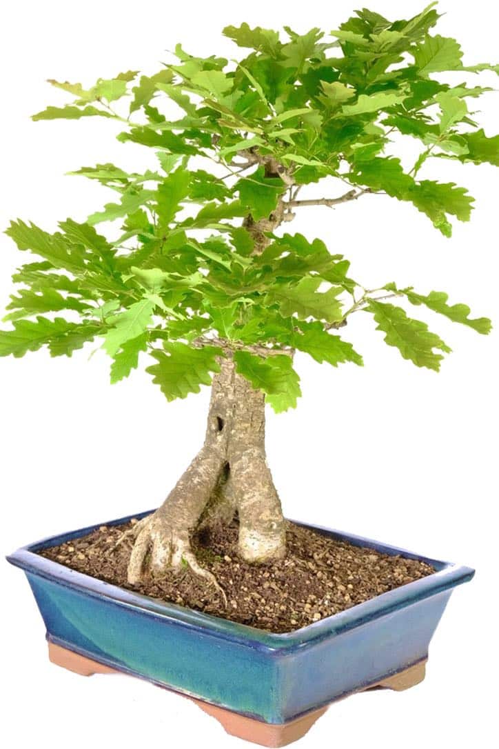 English Oak (Quercus robur) Hardy Outdoor Bonsai Tree