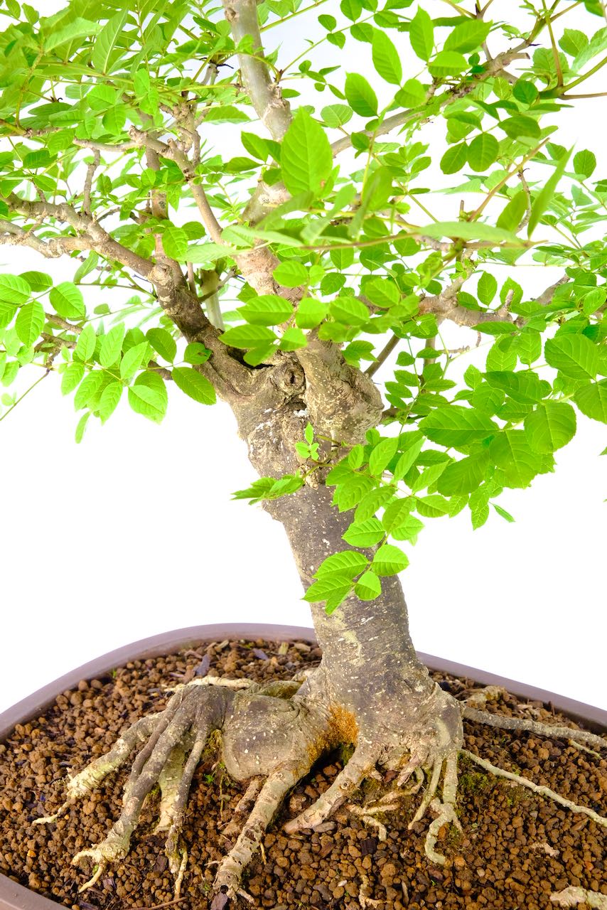Exquisite Ash Outdoor Bonsai: A Timeless Arboreal Masterpiece UK