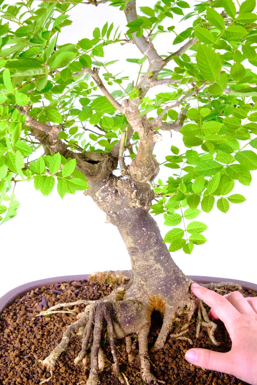 Exquisite Ash Outdoor Bonsai: A Timeless Arboreal Masterpiece UK