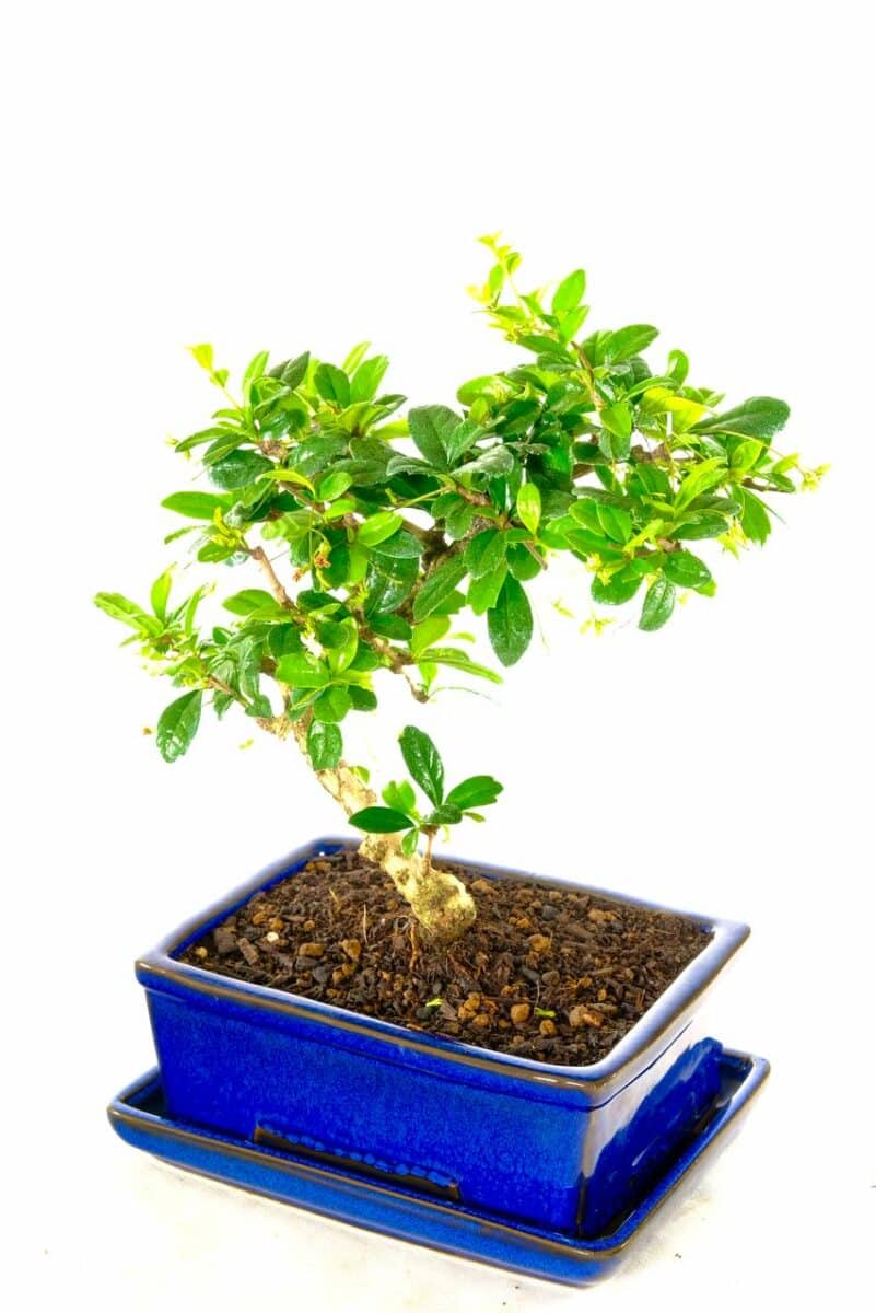 Curvy Indoor Oriental Tea Tree Bonsai with Summer White Flowers