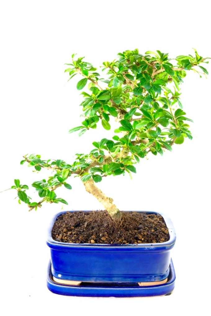 Exquisite Fukien Tea Tree Bonsai: A Captivating Indoor Beauty UK