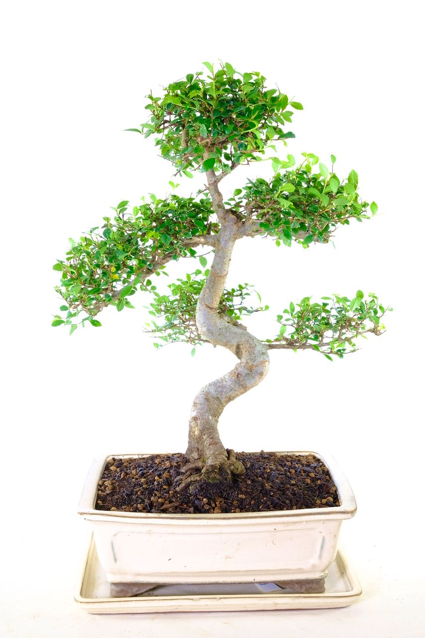 Chinese Elm Bonsai For Sale