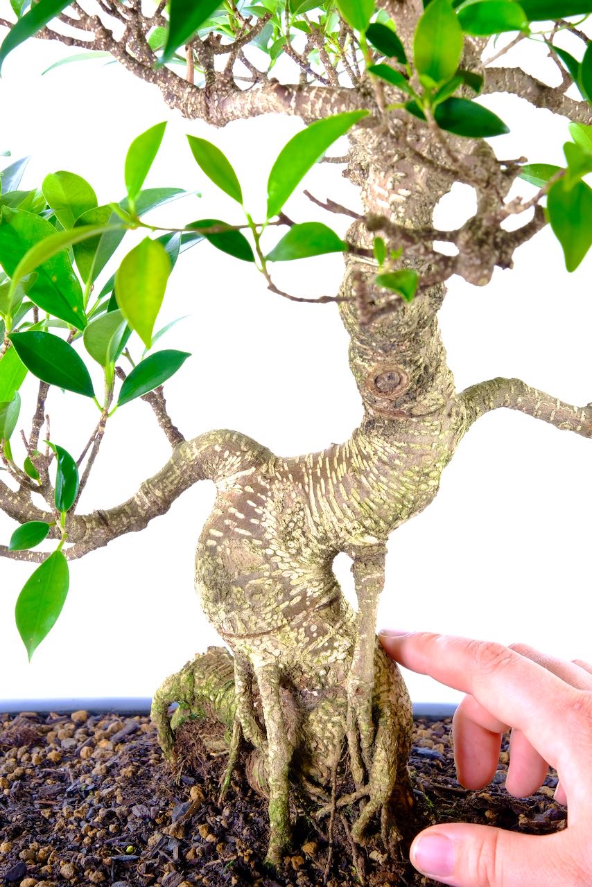 Specimen Indoor Ficus Bonsai - Easy care feature focal point
