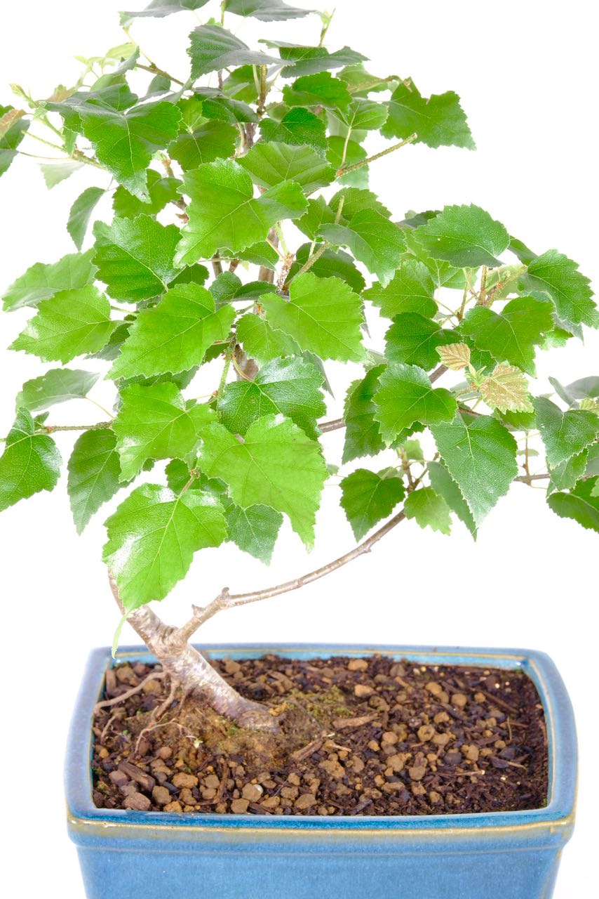 Symbolic Silver Birch Bonsai: Perfect Anniversary Gift