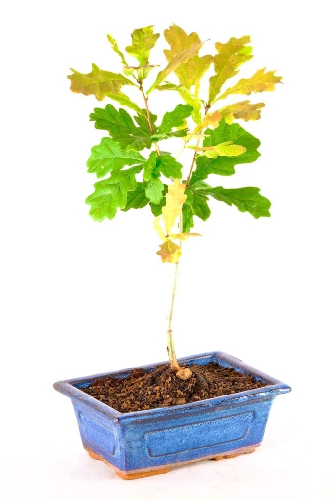 English Oak Bonsai Tree Starter Kit - Ideal Outdoor Bonsai Gift