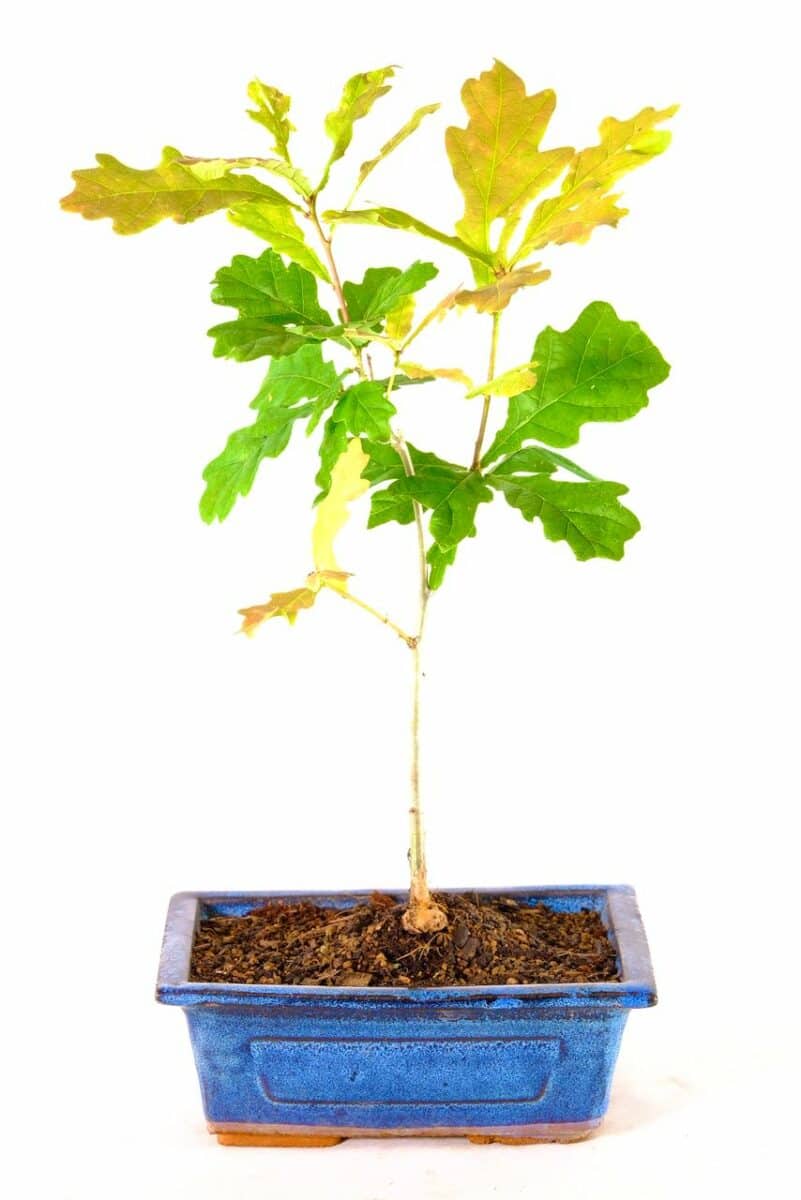 English Oak Bonsai Tree Starter Kit - Ideal Outdoor Bonsai Gift