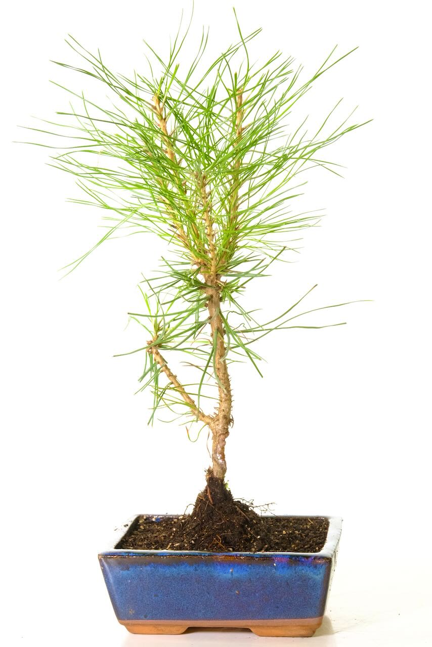 Our Range of Outdoor Bonsai Trees for Sale from Bonsai Direct