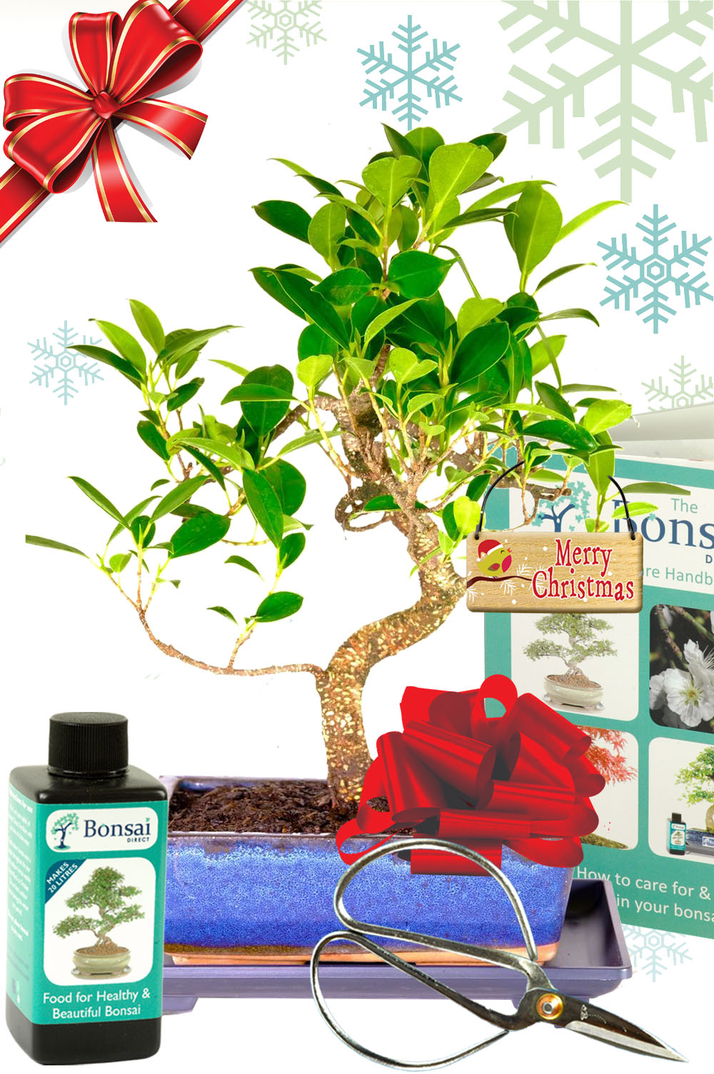 Christmas Tree Bonsai | Ficus Retusa (Banyan Tree) Beginners Kit