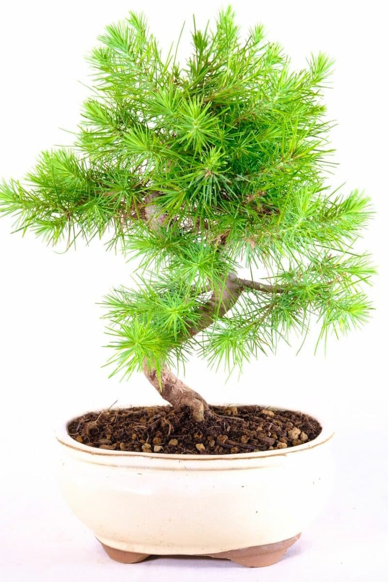 Our Range of Outdoor Bonsai Trees for Sale from Bonsai Direct