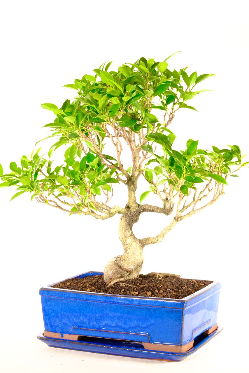 Spectacular Indoor Large Ficus retusa Bonsai UK - Awesome