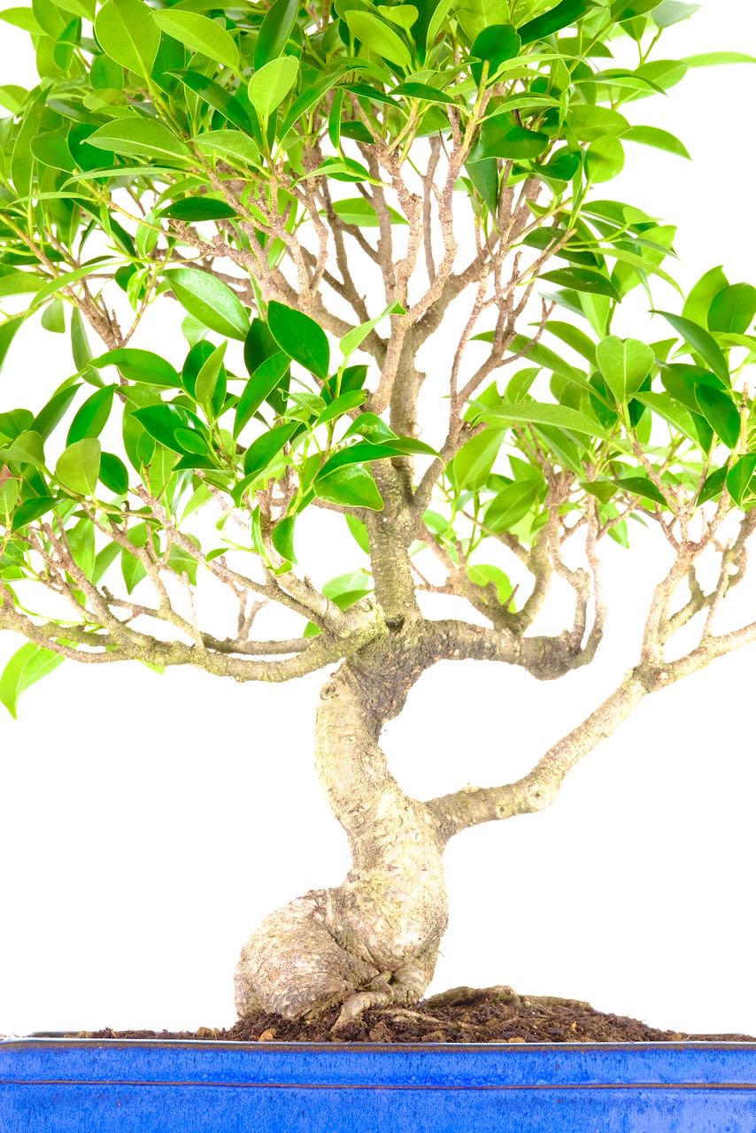 Spectacular Indoor Large Ficus retusa Bonsai UK - Awesome