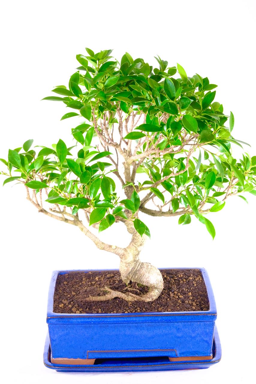 Spectacular Indoor Large Ficus retusa Bonsai UK - Awesome
