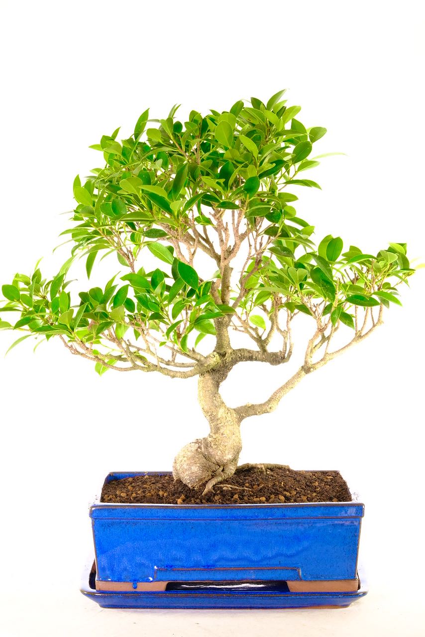 Spectacular Indoor Large Ficus retusa Bonsai UK - Awesome