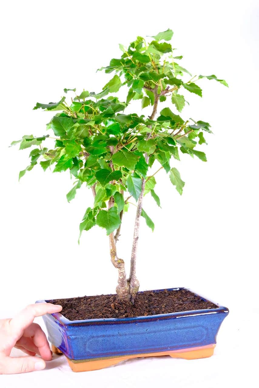 Betula Pendula Bonsai Twin - Nature's Outdoor Gift of Tranquillity