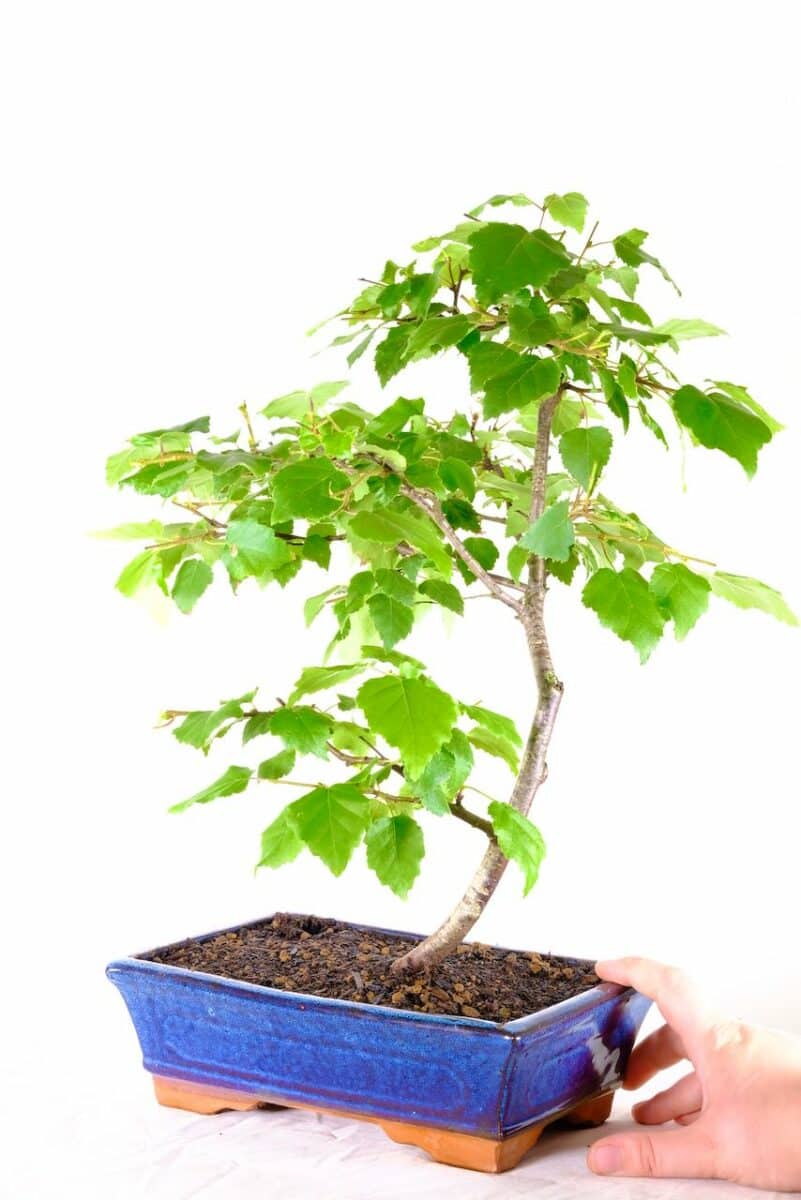 Silver Birch Bonsai Tree - A Natural Masterpiece for Beginners