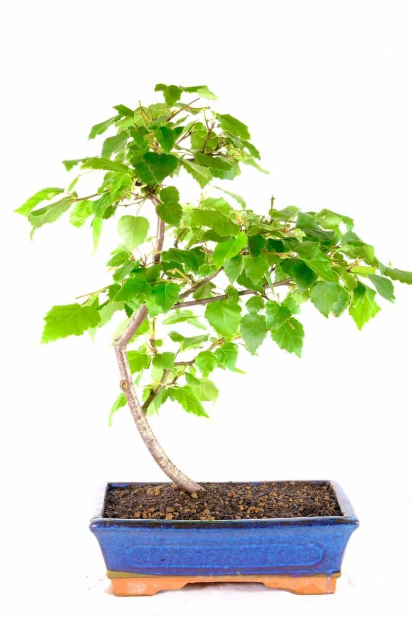 Silver Birch Bonsai Tree - A Natural Masterpiece for Beginners