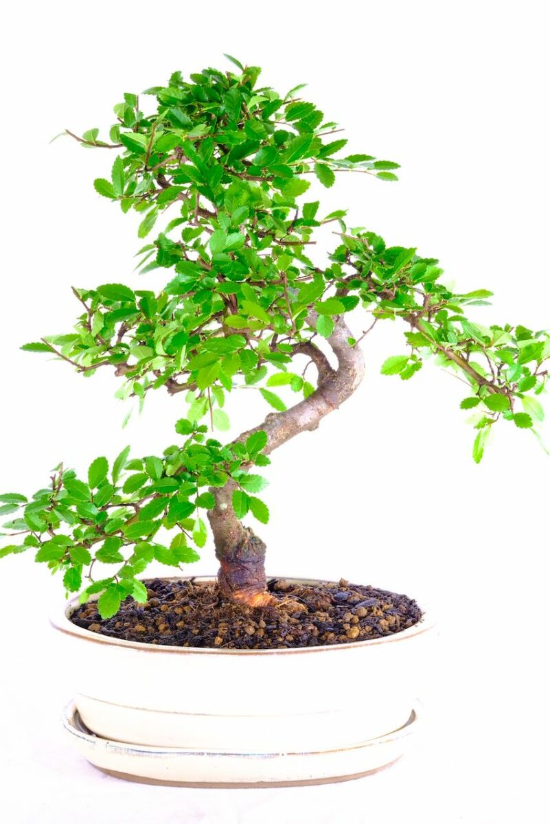 Large Bonsai Trees for sale from the experts - Indoors
