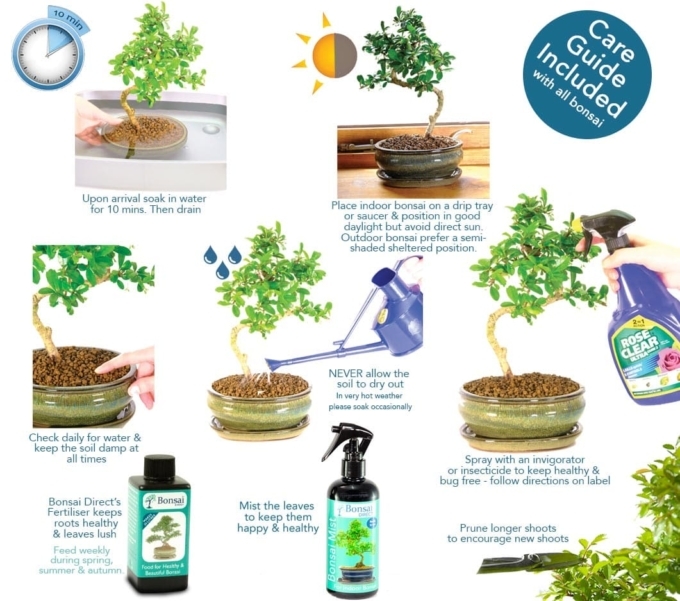 Purple Beech Bonsai: A Striking Fagus Sylvatica Purpurea Bonsai