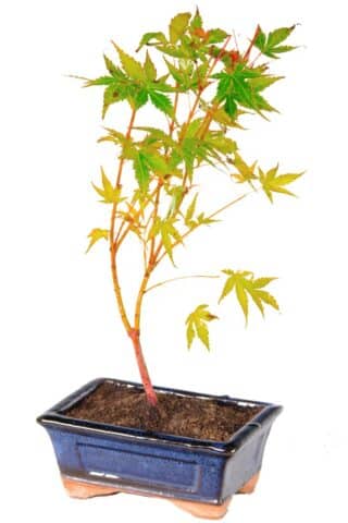 Starter Japanese Maple Katsura Bonsai (Acer palmatum Katsura)