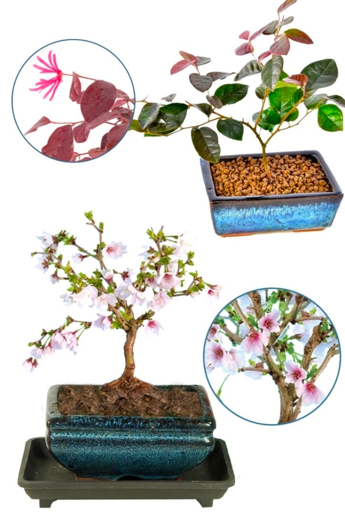 Our Range of Outdoor Bonsai Trees for Sale from Bonsai Direct