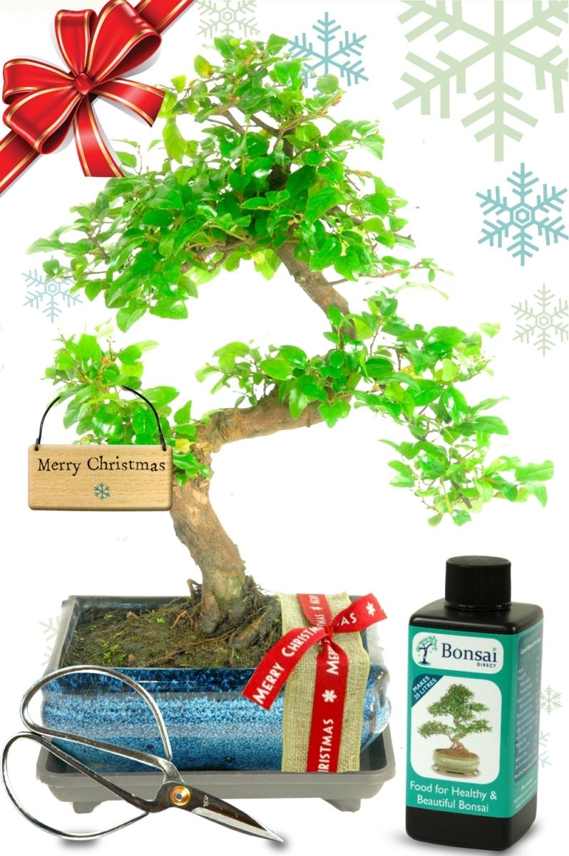 Christmas Plant Gifts | Bonsai Tree Gift Christmas Presents