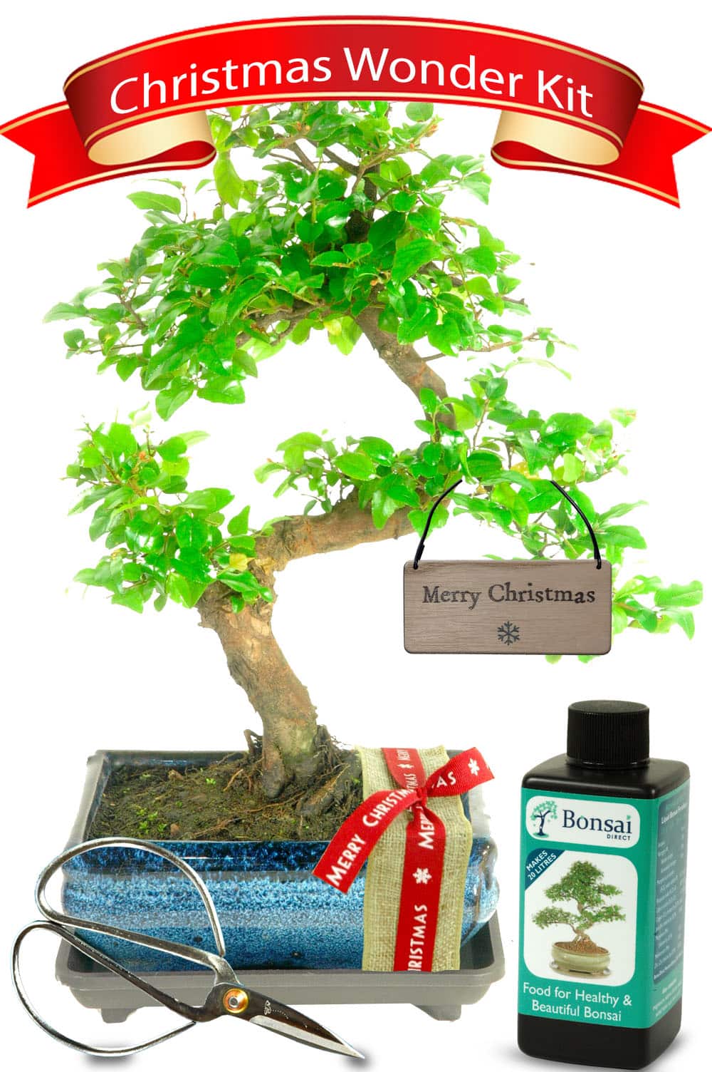 Natural Christmas Gift - Fruiting Sweet Plum Bonsai Kit