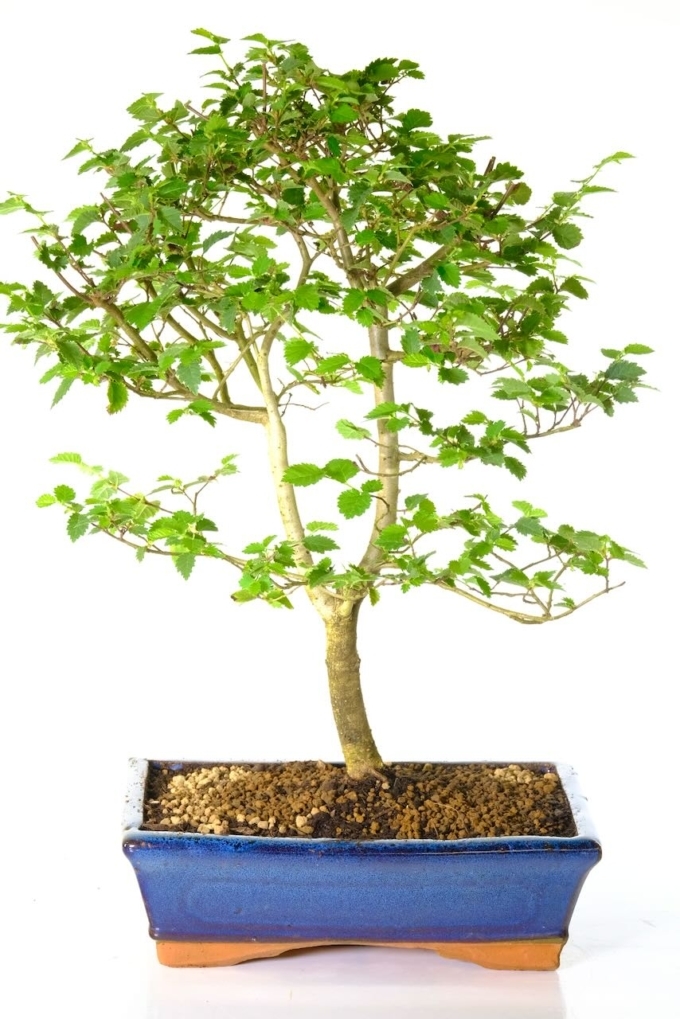 Hardy Elm Bonsai Tree with even Canopy | Superb Value