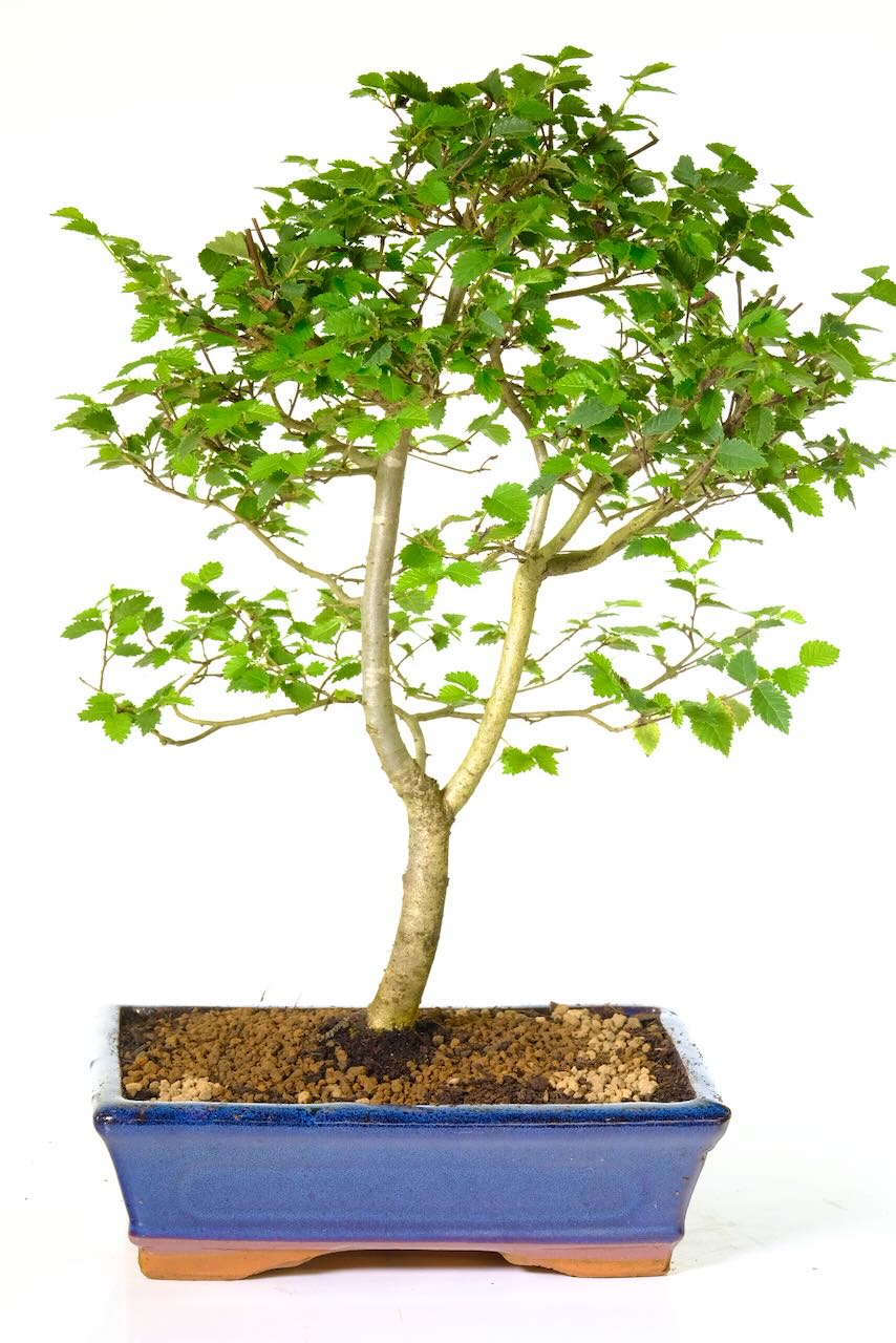 Hardy Elm Bonsai Tree with even Canopy | Superb Value