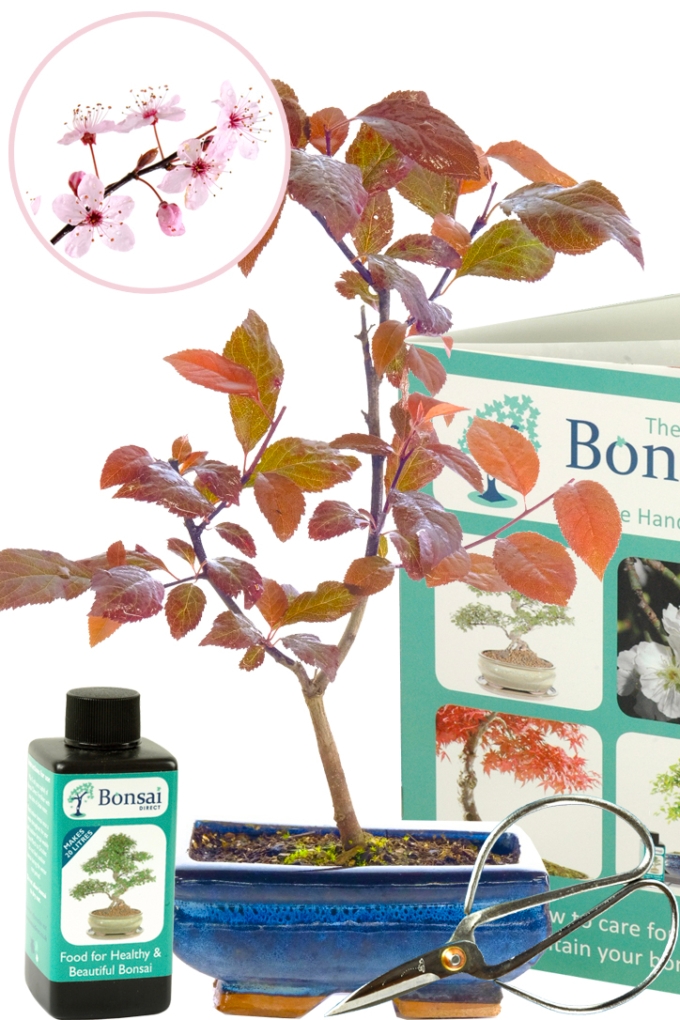 Cherry Blossom Bonsai Trees | Buy Online in the UK
