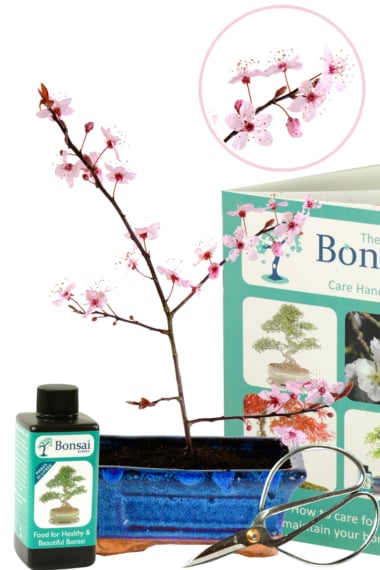 Our Range of Outdoor Bonsai Trees for Sale from Bonsai Direct