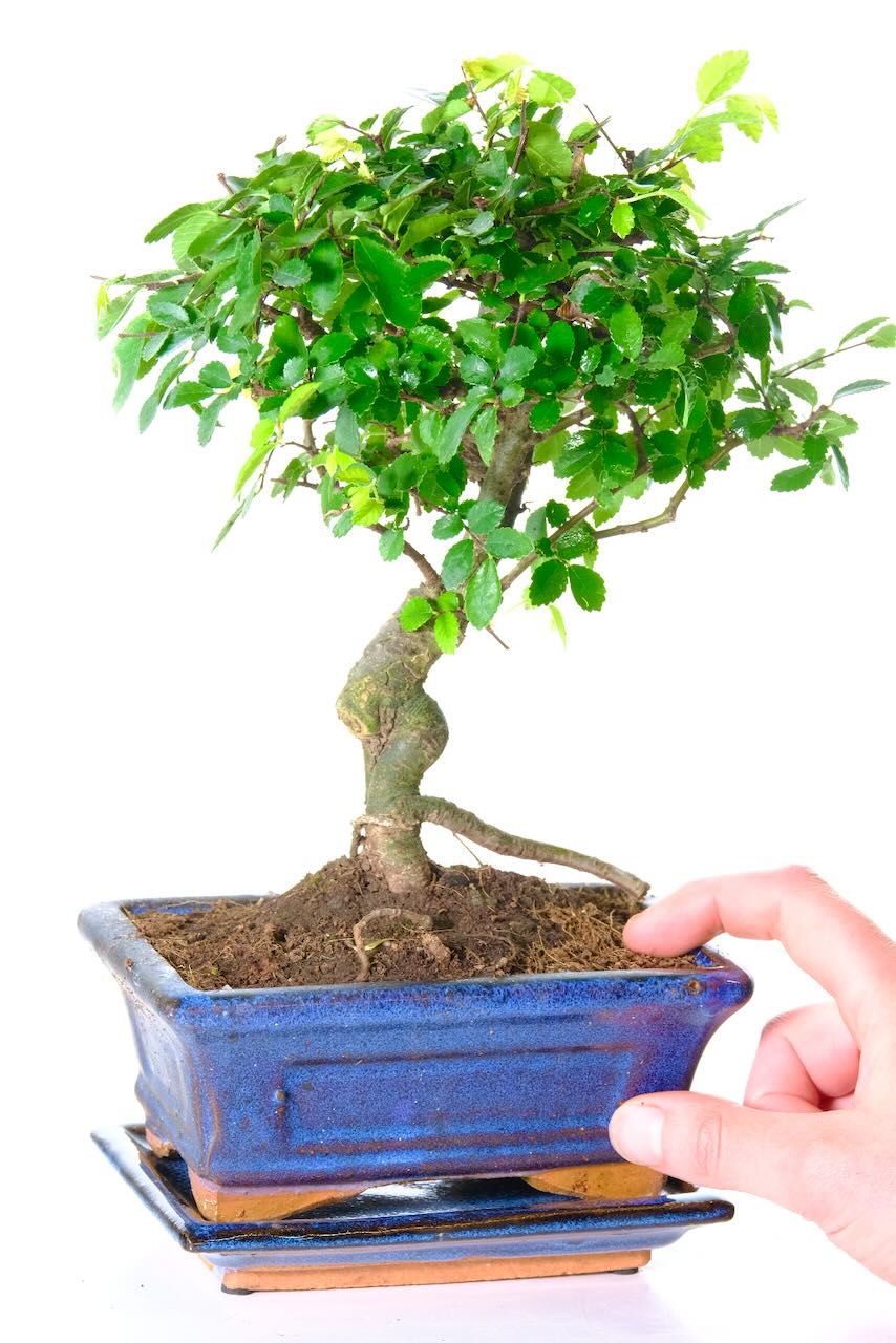 Woodland Chinese Elm Tree - A Chunky-Trunked Bonsai