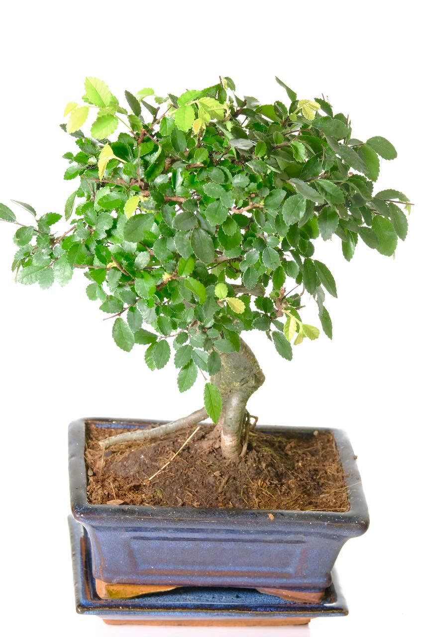 Woodland Chinese Elm Tree - A Chunky-Trunked Bonsai