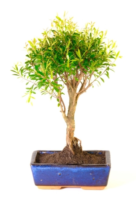 Father's Day Gift Ideas : Fruiting & Flowering Myrtle Bonsai UK