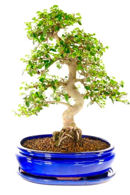 Big Bonsai Trees - Best Large Specimen Bonsai Trees