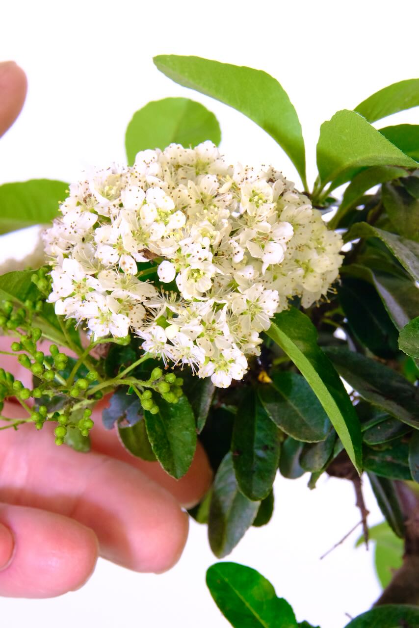 Pyracantha Bonsai Tree | Evergreen with Orange Berries UK