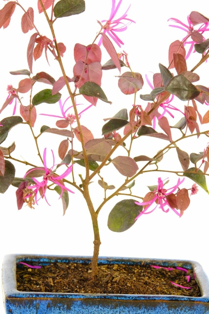 Indoor Flowering Starter Chinese Blush Tree (Loropetalum Bonsai)