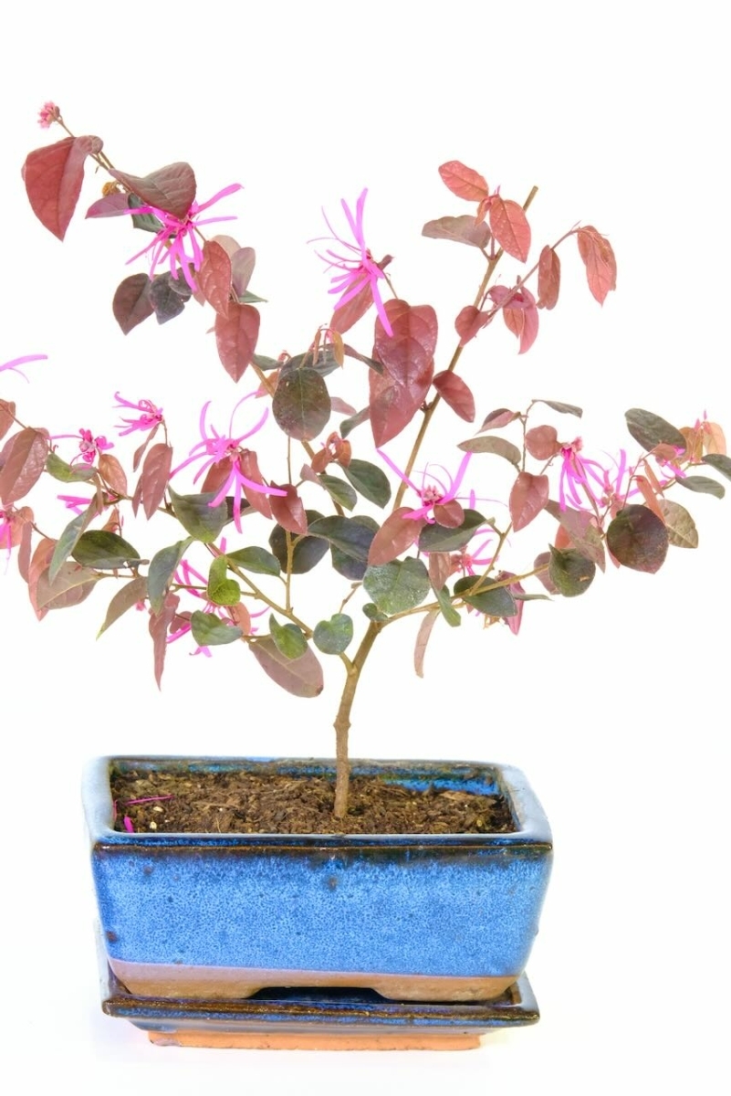 Indoor Flowering Starter Chinese Blush Tree (Loropetalum Bonsai)