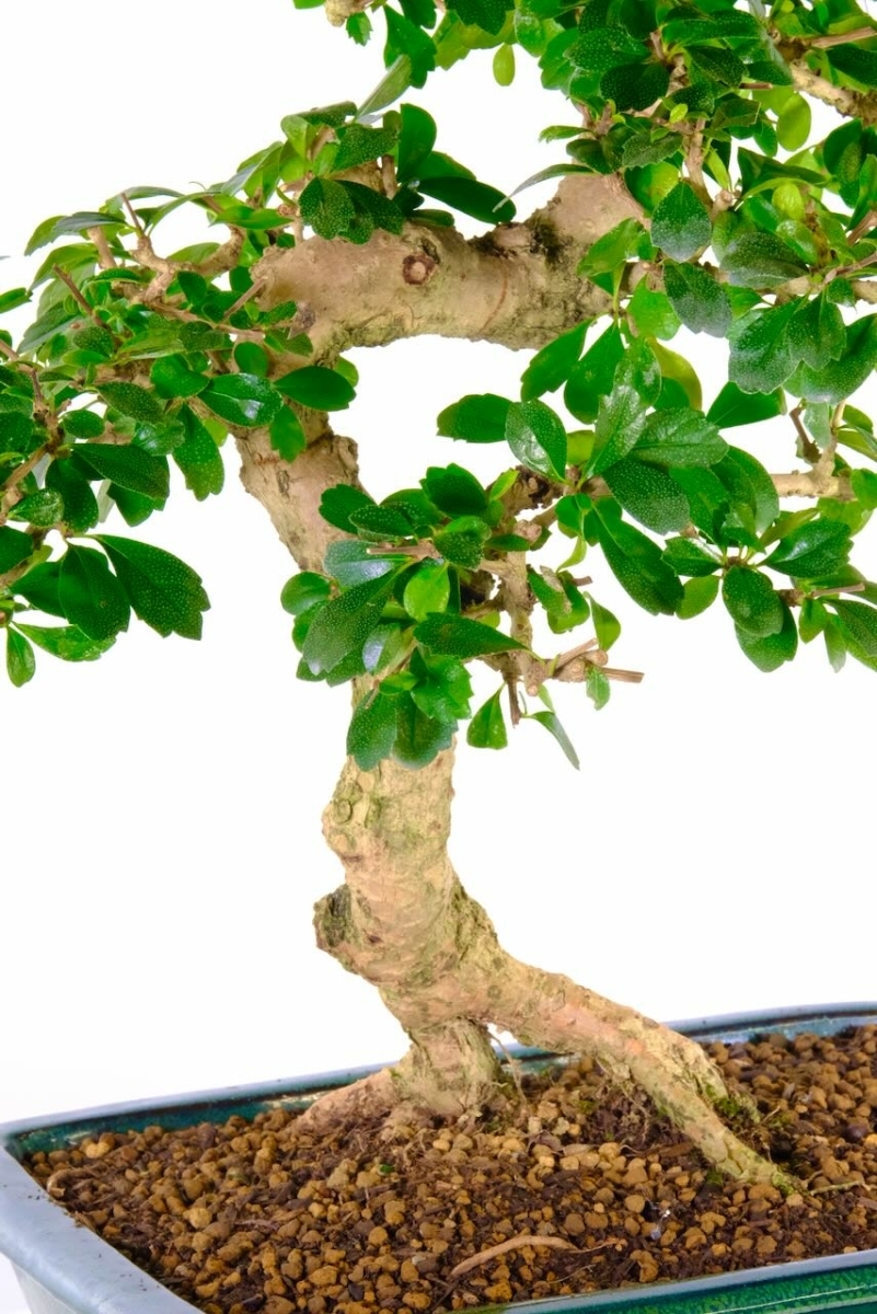 Extra Large Bonsai | Flowering Bonsai - Indoor Fukien Tea Tree