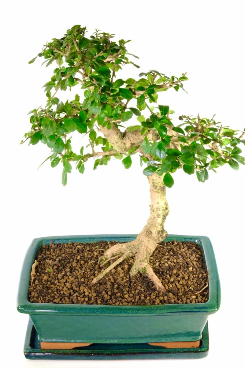 Extra Large Bonsai | Flowering Bonsai - Indoor Fukien Tea Tree