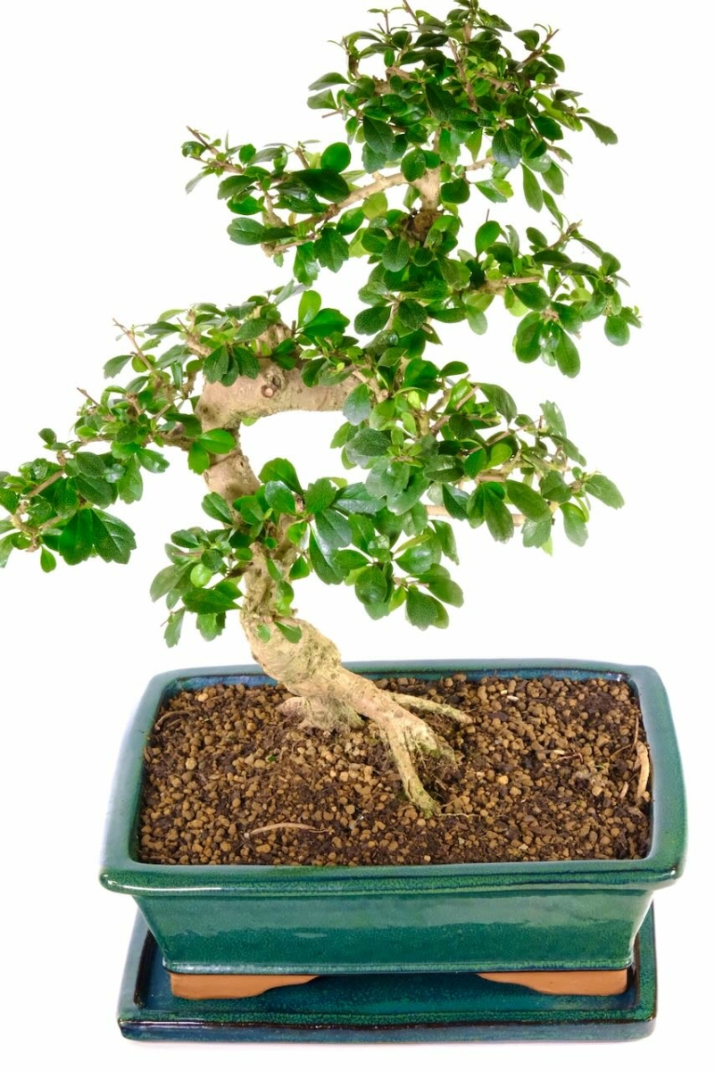 Extra Large Bonsai | Flowering Bonsai - Indoor Fukien Tea Tree