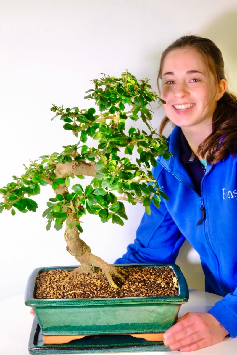 Lloyd and Holly - A series of repotting bonsai trees | Pt2 - Bonsai Trees for Sale UK