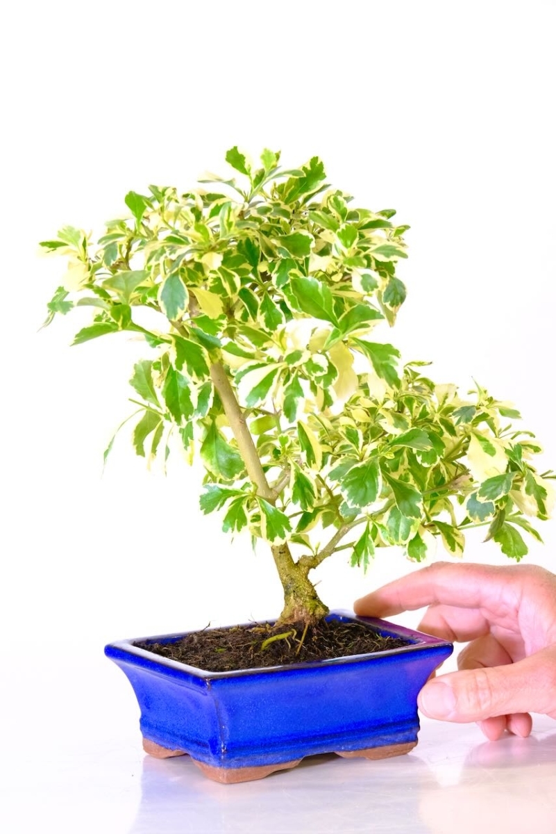 Duranta Repens "Variegata" - Evergreen Starter Bonsai Tree
