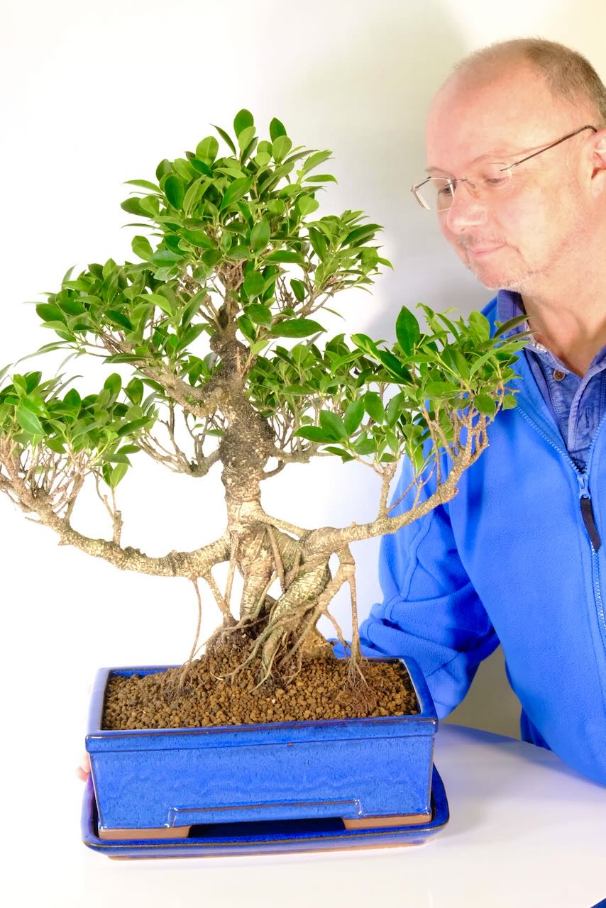 Lloyd and Holly - A series of repotting bonsai trees | Pt3 - Bonsai ...