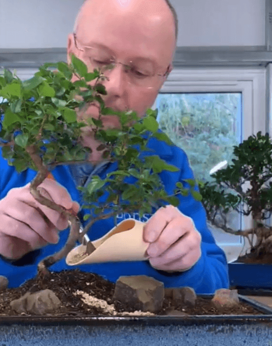 Creating a bonsai garden with Lloyd - Bonsai Trees for Sale UK