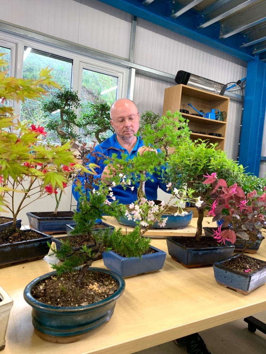 Spring / Easter Bonsai Collection - Bonsai Trees for Sale UK