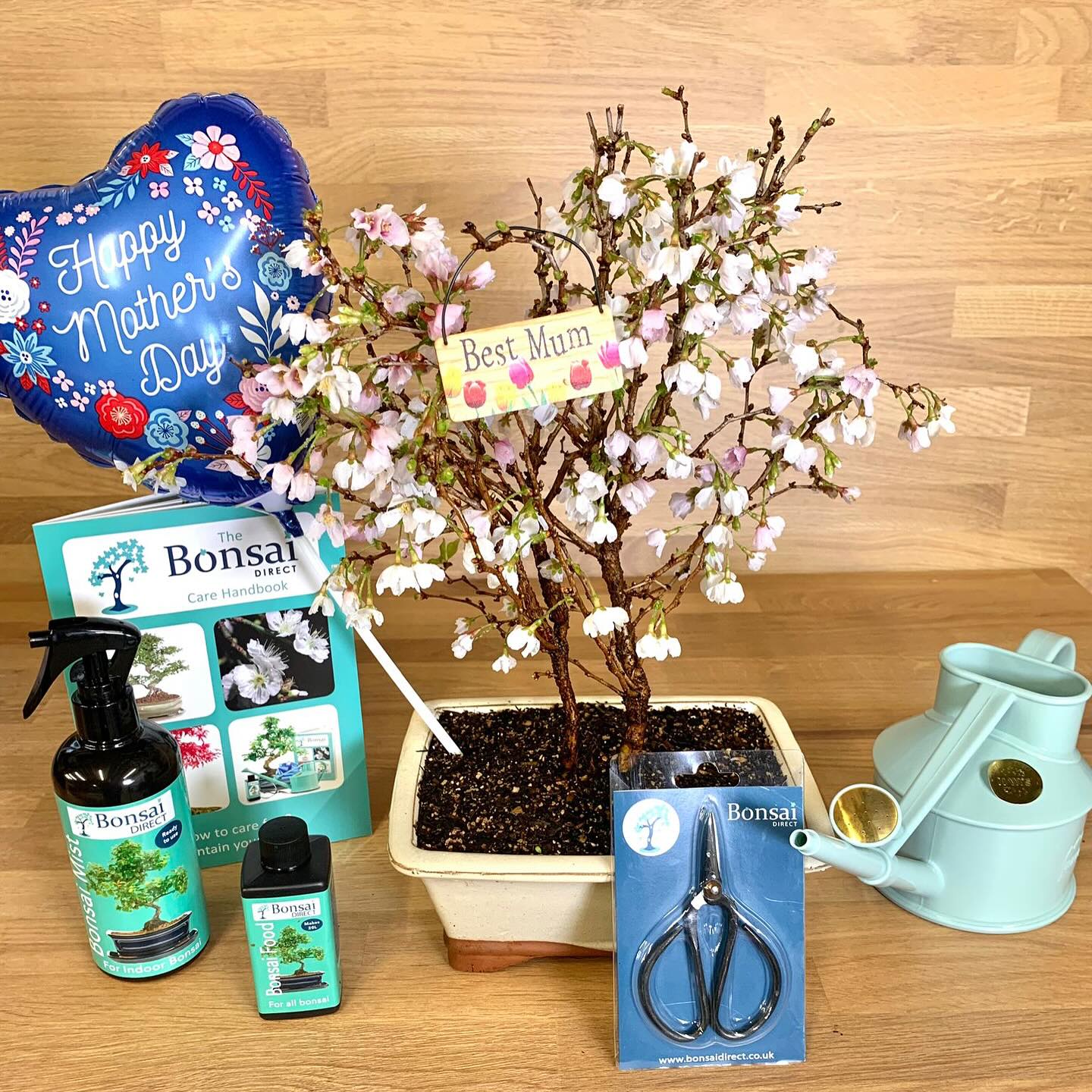 Mother's Day gifts - Beautiful bonsai trees! 2024 - Bonsai Trees for ...