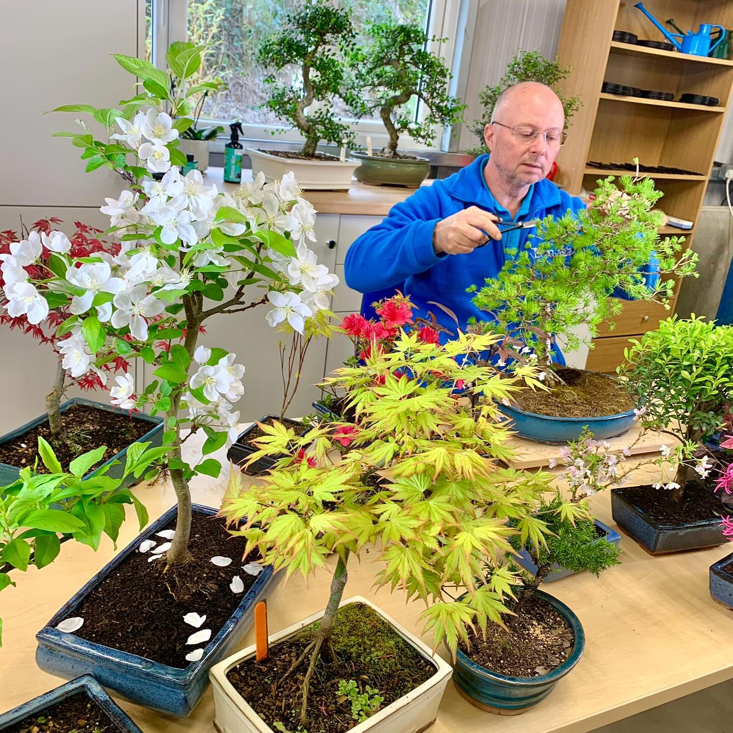 Spring / Easter Bonsai Collection - Bonsai Trees for Sale UK